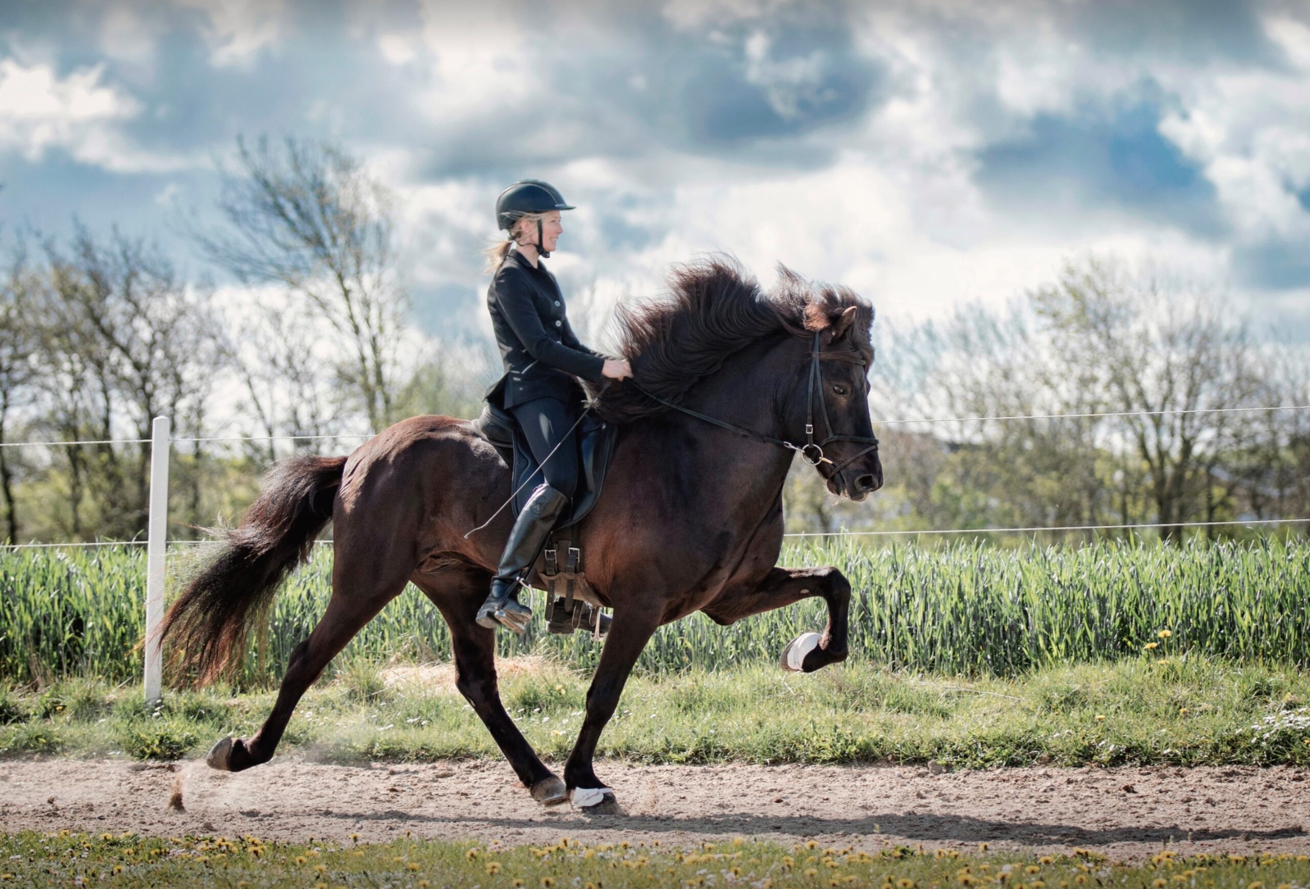 Agnar fra Ulbæk - Hingstelisten