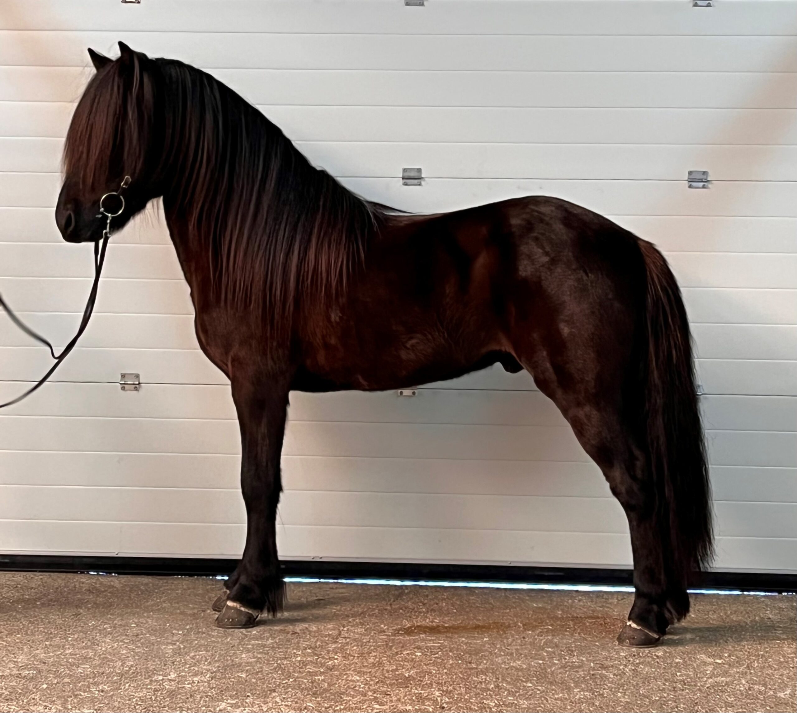 Lakkrís fra Skadhauge - Hingstelisten